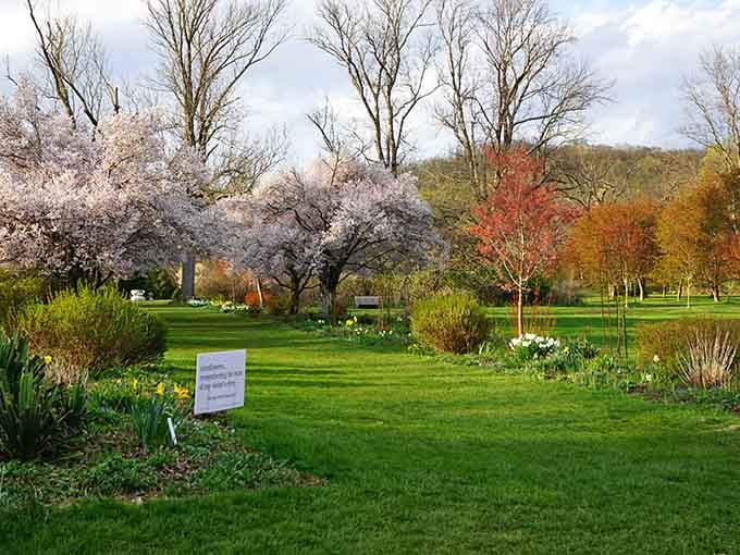 When the cherry blossoms bloom, even the trees can't help but show off a little for the camera.