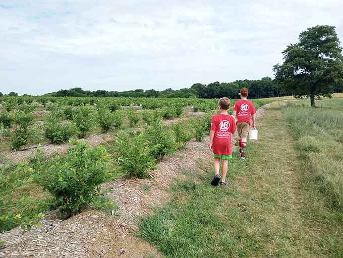 Rows of green stretching toward the horizon, where Missouri sunshine meets the promise of sweet rewards ahead.