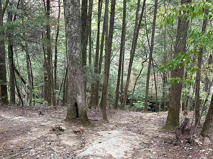 The forest path beckons you forward, promising something spectacular just around the bend ahead.