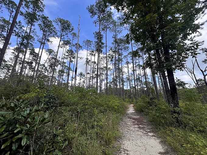 Sandy trails through towering pines prove Florida has more hiking options than just dodging tourists on the beach.