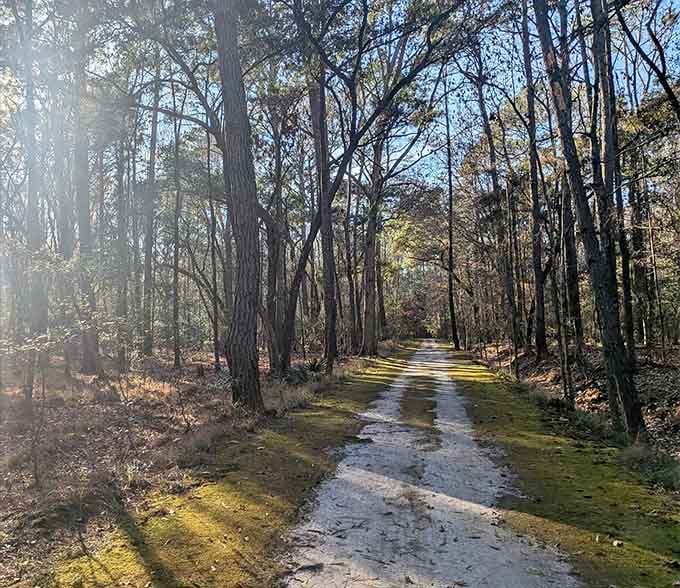 Sunlight filters through the pines like a natural cathedral, proving South Carolina's got serious architectural skills.