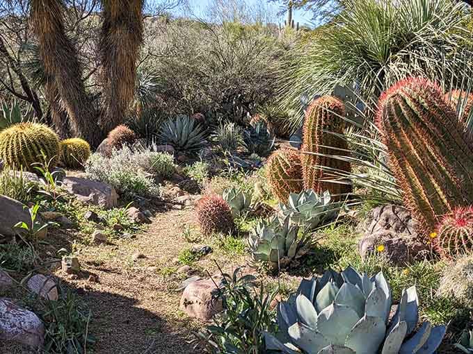 Desert diversity at its finest, where cacti from around the world gather like an international botanical convention.