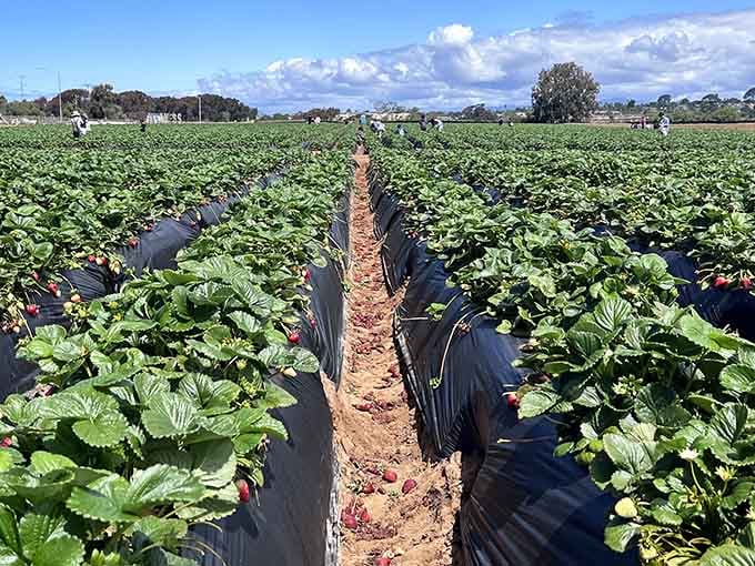 Those endless green rows stretching toward the horizon promise something grocery stores can never deliver: actual flavor.