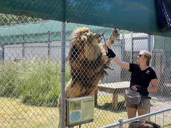 Getting face-to-face with a lion in Southern Oregon makes your house cat feel almost comically small in comparison.