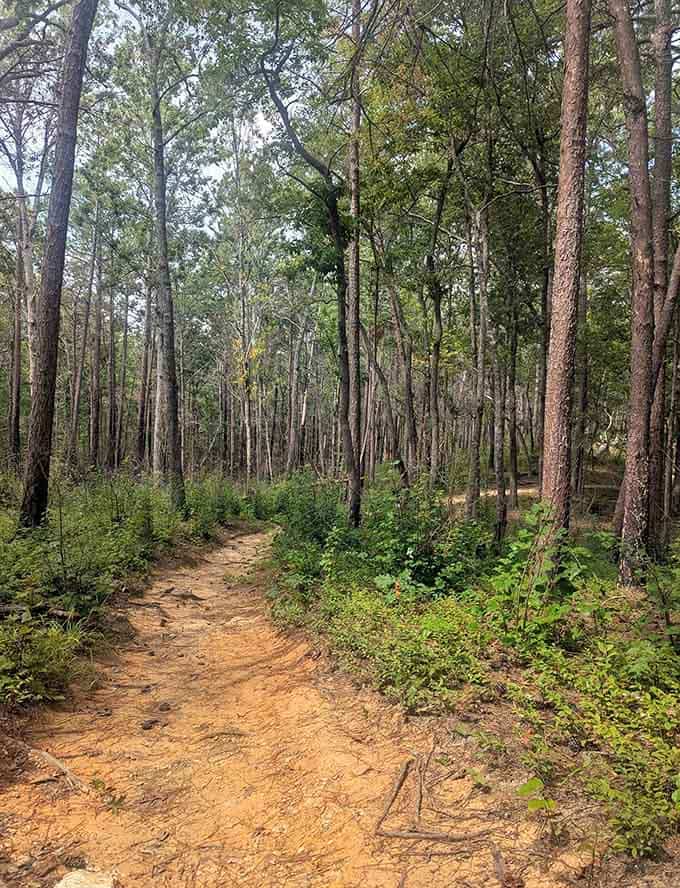This sandy path through towering pines whispers promises of waterfalls ahead, like nature's own treasure map.