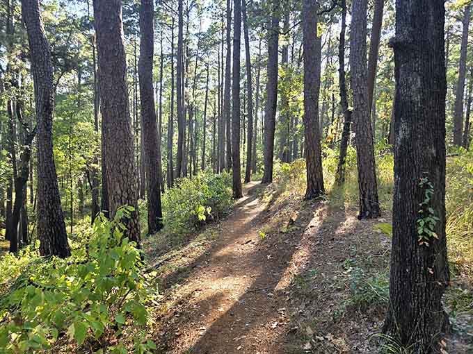 This pine-lined path looks like it was designed specifically for people who enjoy walking without suffering.
