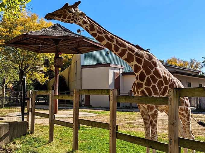 When a giraffe stretches over the fence, you realize nature's sense of proportion is wonderfully absurd and perfect.