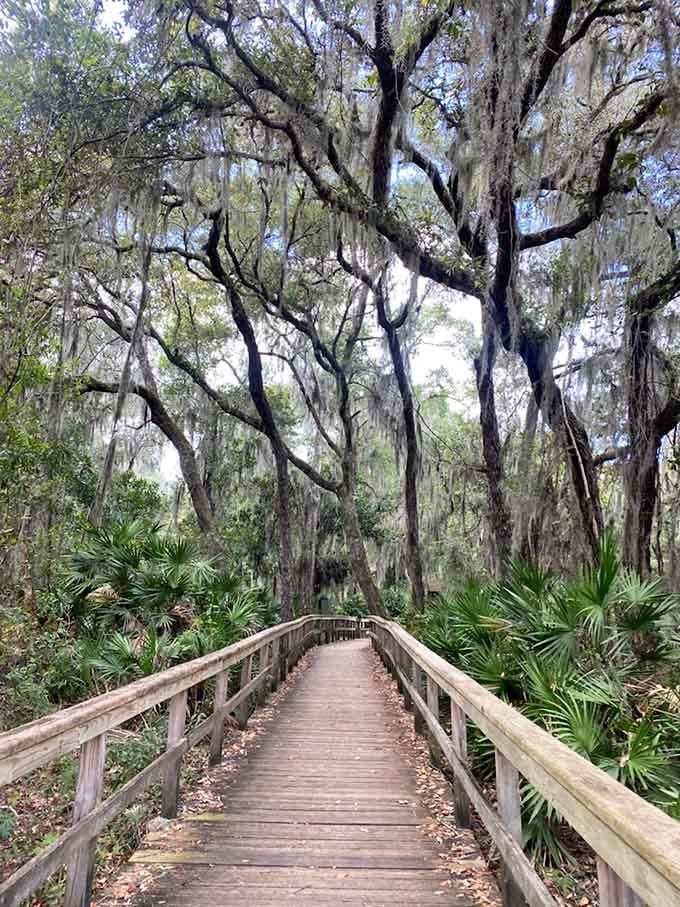 Spanish moss drapes these ancient oaks like elegant party decorations, proving Mother Nature throws the best gatherings without even trying.