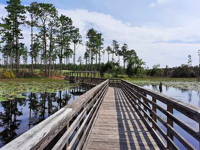 That boardwalk stretching into the wetlands is your front-row seat to nature's greatest show, no ticket required.