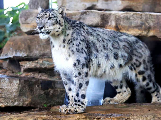 That snow leopard's gorgeous coat and piercing gaze explain why these endangered cats inspire both awe and conservation efforts worldwide.