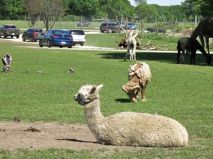 That alpaca's expression suggests it knows something you don't, probably about where the best snacks are hidden around here.