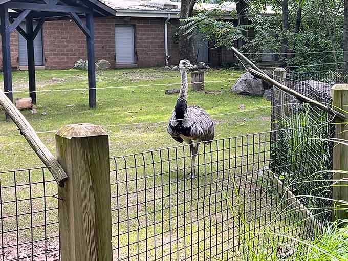 This emu is giving you the side-eye like it knows you forgot to visit sooner.
