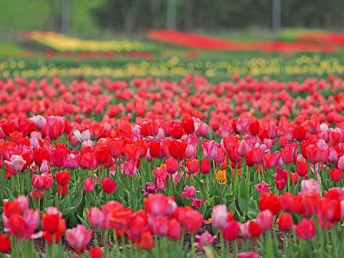 When someone says "field of dreams," this is what they should be talking about instead of baseball.