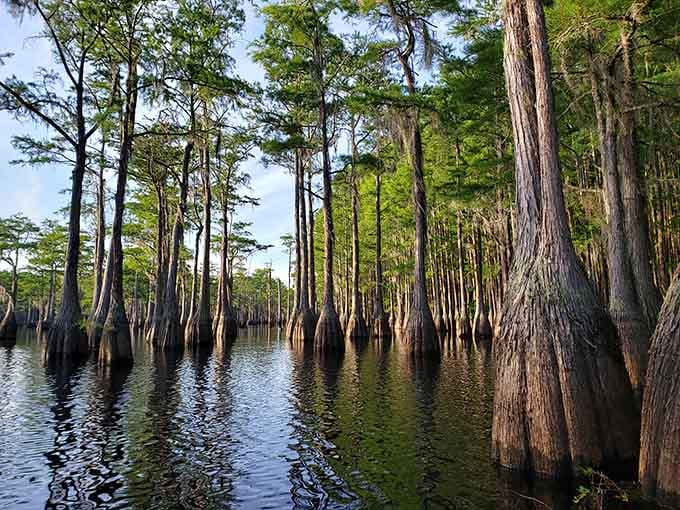 Those cypress knees poking through the water like nature's own abstract art installation will make you rethink everything you thought you knew about trees.