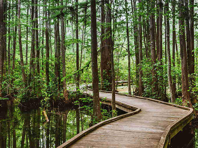 This winding boardwalk through ancient cypress trees proves that the best adventures require absolutely zero cell service.
