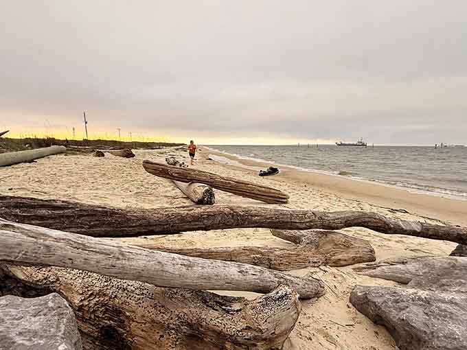 Nature's driftwood sculptures line this pristine shore like an outdoor art gallery nobody charged admission for.