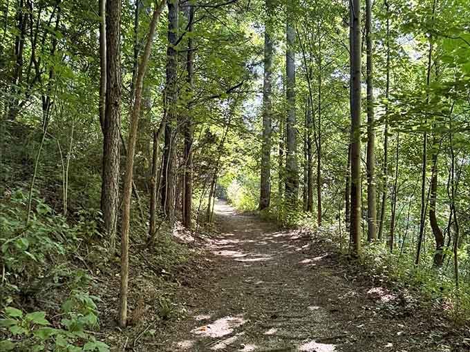 Sunlight filters through the canopy, turning an ordinary trail into nature's own stained glass cathedral.