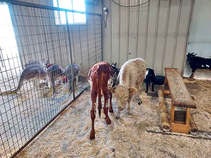 Baby goats and alpacas sharing a barn like the world's fuzziest, most judgmental roommates ever.