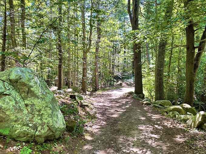 Sunlight filters through towering trees onto this peaceful trail where moss-covered boulders stand like ancient sentinels.