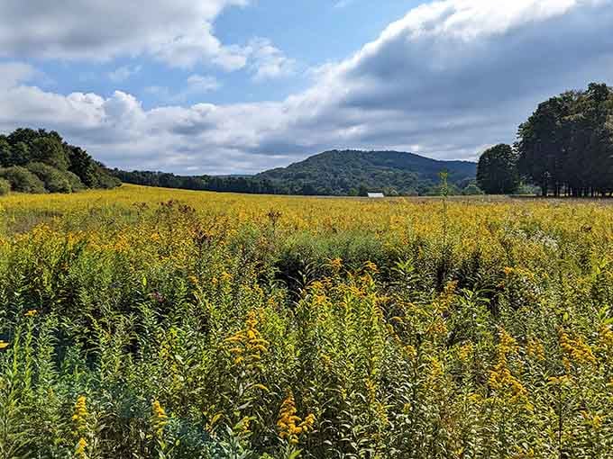Golden waves of wildflowers stretch toward distant mountains like nature's own welcome mat.