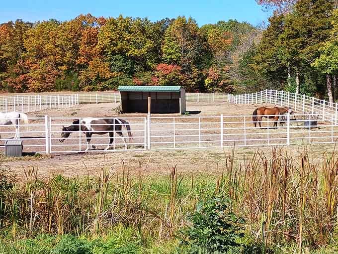 When alpacas and horses share a pasture, you get the most photogenic neighborhood watch committee ever assembled.