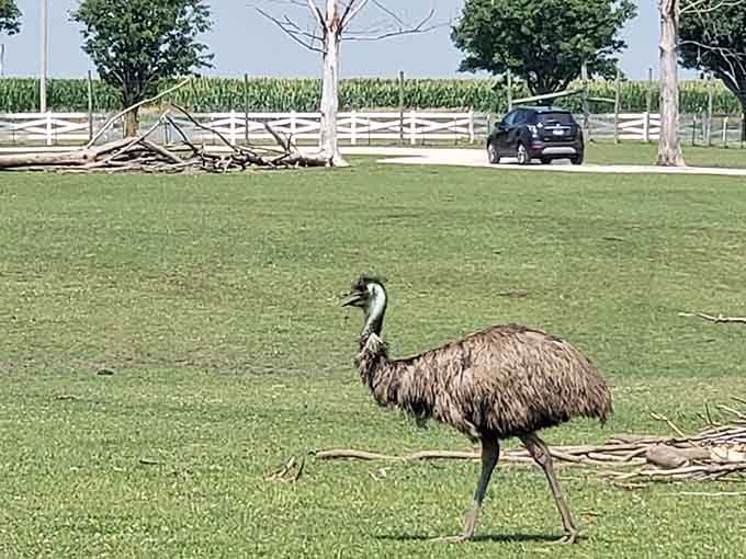 Meet a friendly emu at Aikman Wildlife, where you can drive through vast green fields and see amazing animals up close.