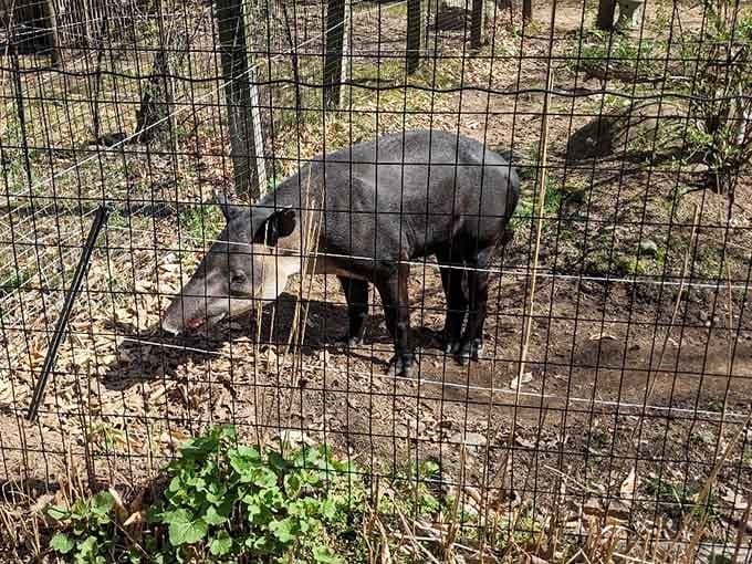 Meet one of the barnyard residents, proving that farm animals deserve just as much appreciation as exotic species.