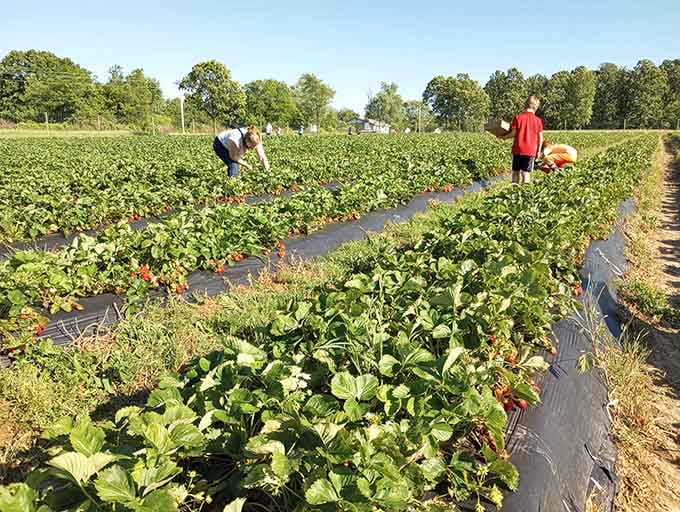 Rows of strawberry plants stretch toward the horizon like nature's own red carpet waiting for you.