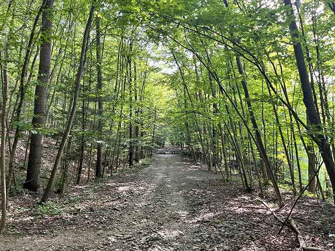 This forest path whispers promises of adventure, where dappled sunlight filters through leaves like nature's own stained glass.