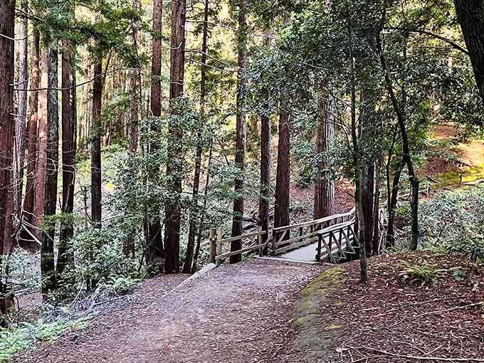 This wooden bridge leads somewhere magical, like Narnia but with better weather and fewer talking lions.
