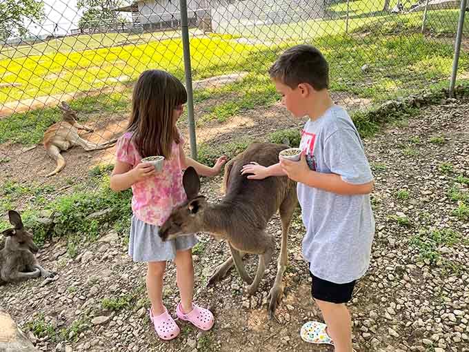 Nothing says "Kentucky adventure" quite like kids hand-feeding kangaroos, creating memories that'll last longer than any video game high score.