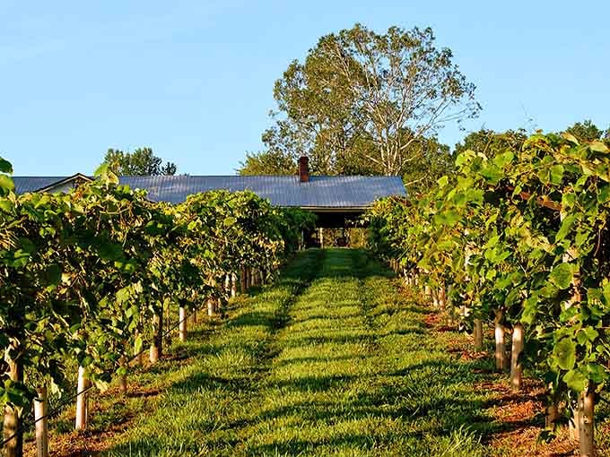 Rows of vines leading to rustic buildings prove that Georgia's wine country doesn't need to borrow anyone's playbook.
