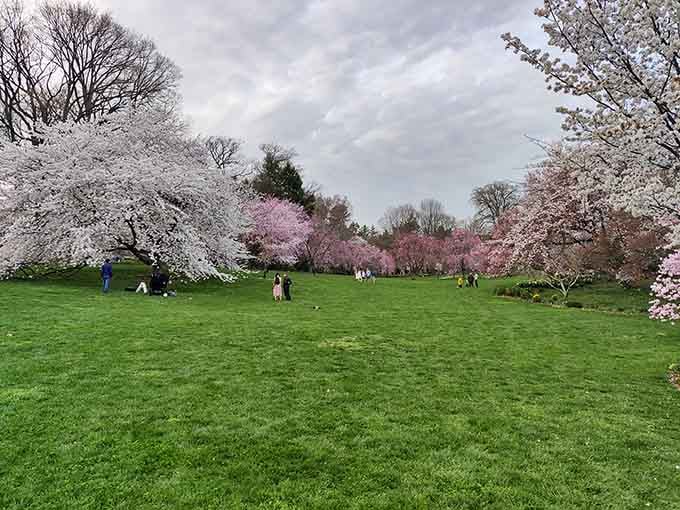 These cherry trees create a tunnel of blooms that makes you feel like you've stepped into a living watercolor painting.