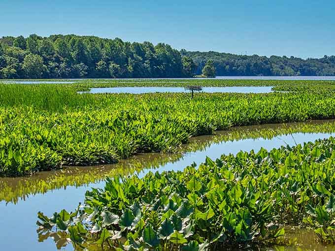 Lush green aquatic plants fill the winding waterways of this peaceful sanctuary, creating a vibrant landscape beneath a clear sky.