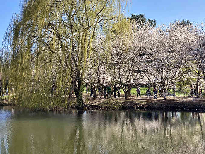 Spring transforms this peaceful pond into a mirror reflecting cherry blossoms and the souls of stressed students.