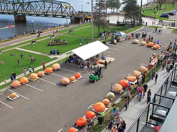 When your pumpkin needs its own parking space and a forklift operator's license, you know you've entered serious gourd territory.