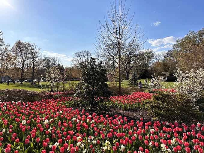 Red tulips stretching across the landscape like nature's own welcome mat, inviting you to stay awhile longer.