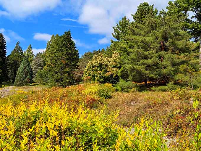 Golden foliage and evergreens create a tapestry of colors that no Instagram filter could improve.