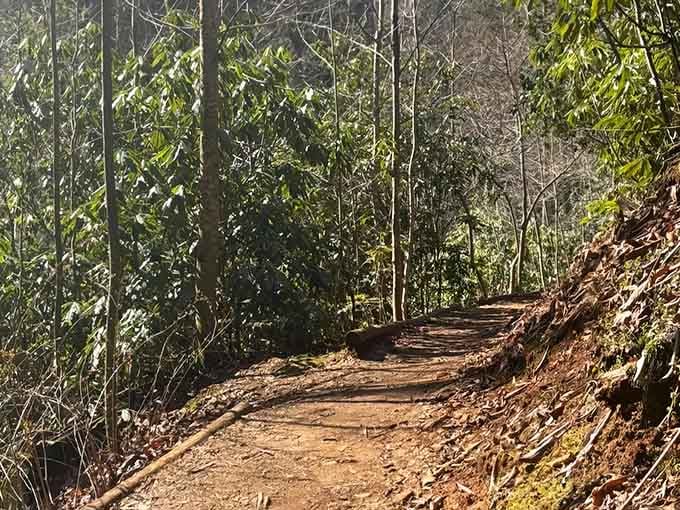 The trail welcomes you with open arms and zero judgment about your fitness level or hiking resume.