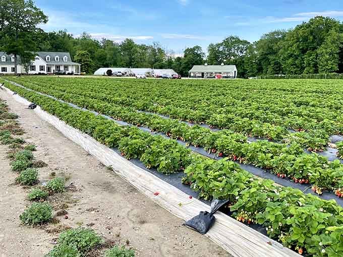 Look at those endless rows stretching toward the horizon like nature's own grocery aisle, only infinitely better.
