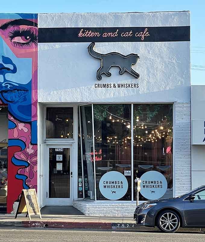 The storefront beckons with its playful cat silhouette, promising furry friendships and caffeinated adventures within those welcoming doors.