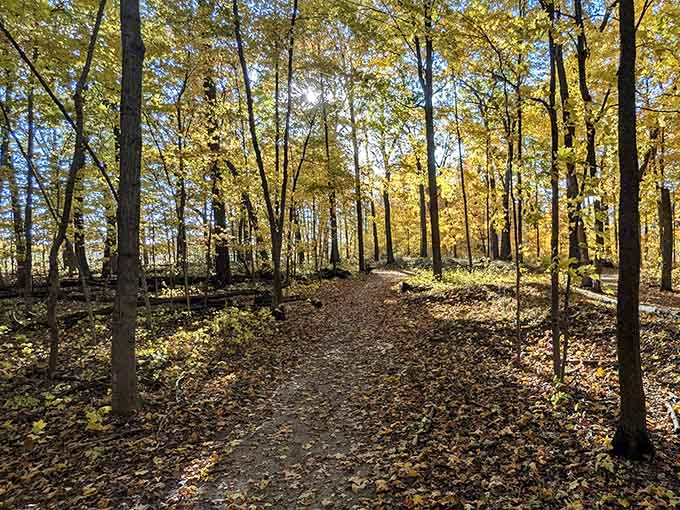 Ancient trails meet autumn gold in a forest that's been standing guard over history for centuries.