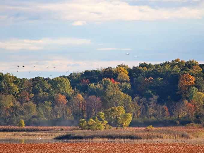 Birds in flight over autumn wetlands&mdash;nature's own air traffic control, minus the delays and lost luggage.