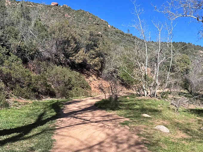 The journey begins where desert meets forest, proving Arizona has more tricks up its sleeve than you thought.