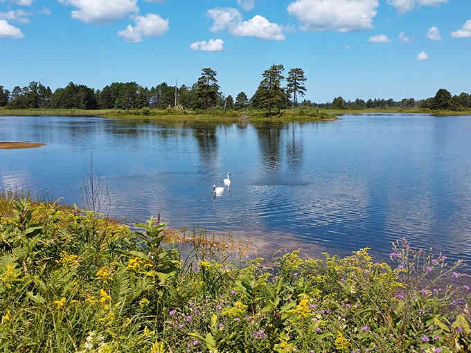 Those swans gliding across mirror-still water know something we're all trying to remember about slowing down.
