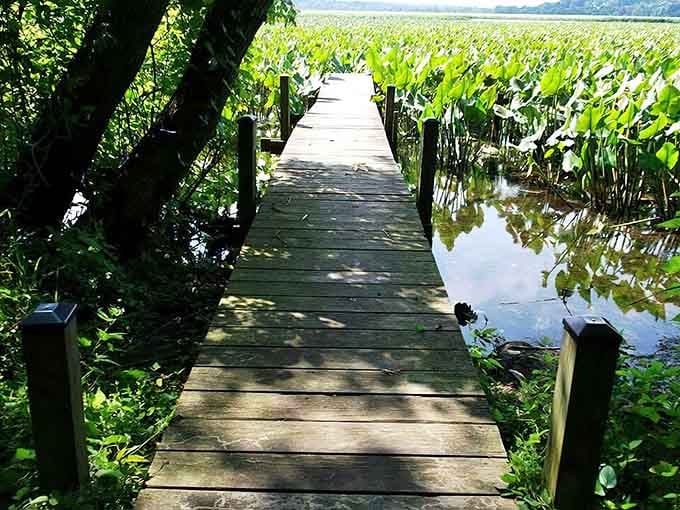 A wooden boardwalk cuts through emerald wetlands where nature puts on its best show daily.
