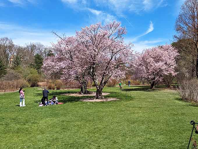 Those cherry blossoms aren't just pretty, they're basically nature's way of showing off for picnicking families.