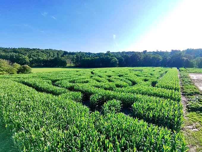 The maze looks deceptively simple from above, but twenty minutes in you'll be negotiating with the corn.