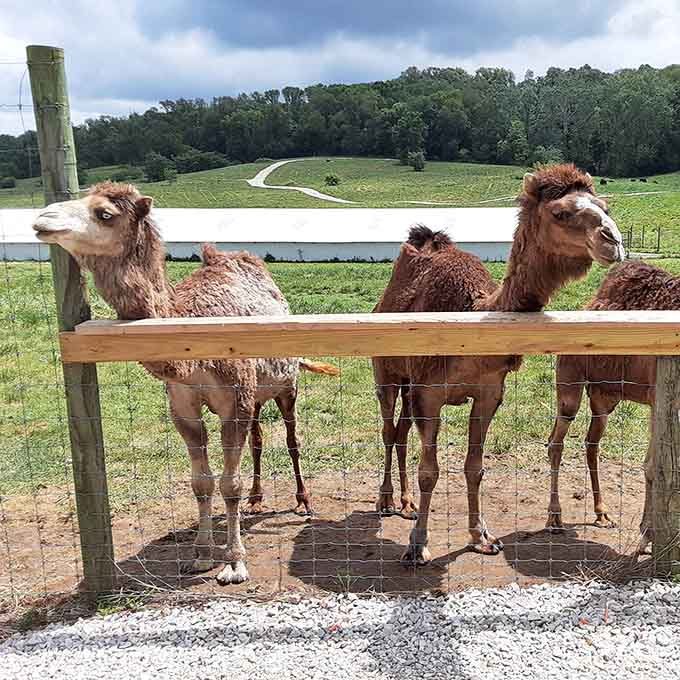Three camels belly up to the bar like regulars at their favorite watering hole, ready for snacks and conversation.