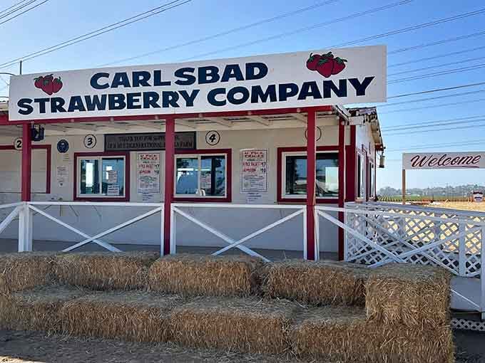 The Carlsbad Strawberry Company stand welcomes you with hay bales and the kind of charm money can't buy.